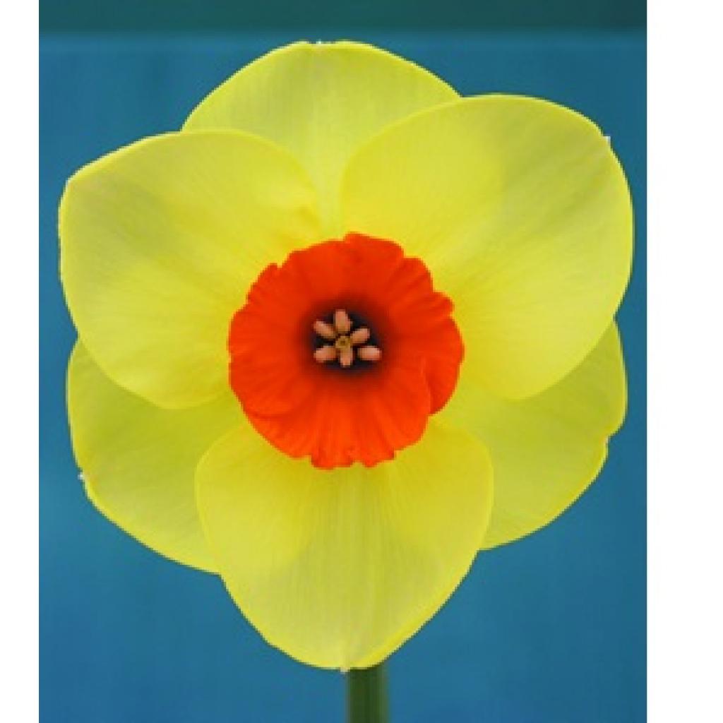 Division 3 - Small-Cupped Daffodil Cultivars
