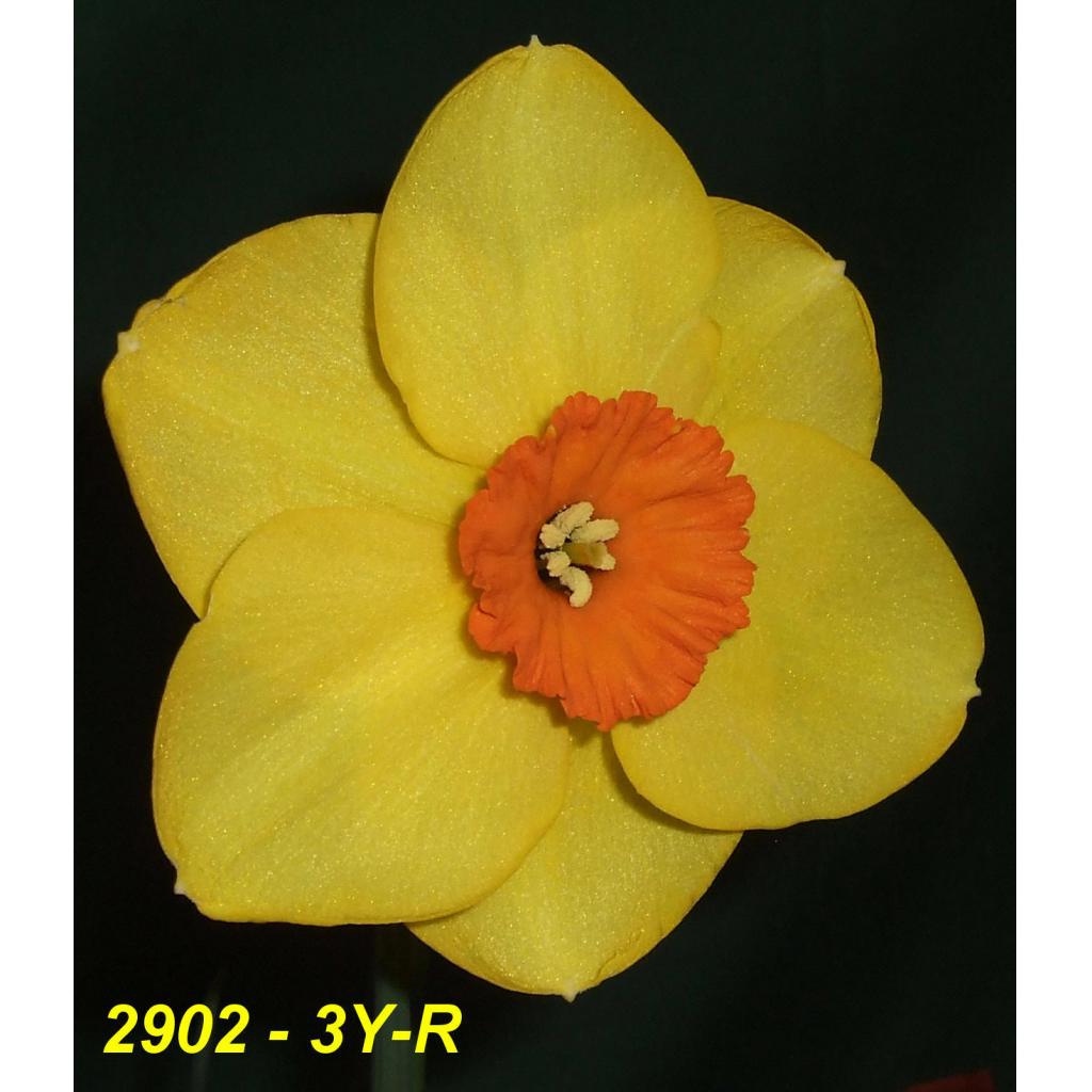 Choose Daffodils By Division