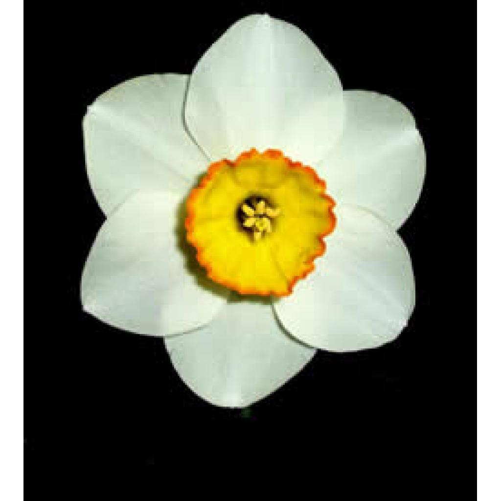 Division 2 - Large-Cupped Daffodil Cultivars