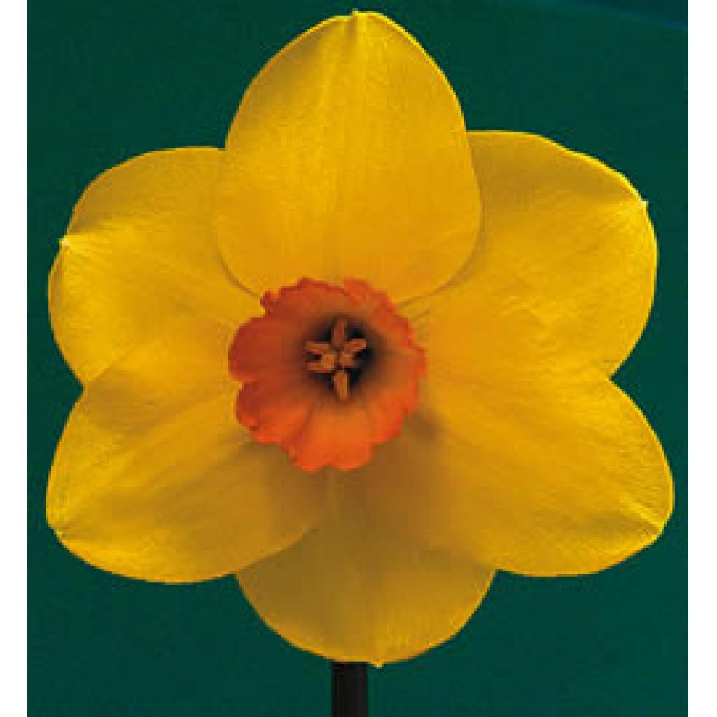 Division 2 - Large-Cupped Daffodil Cultivars