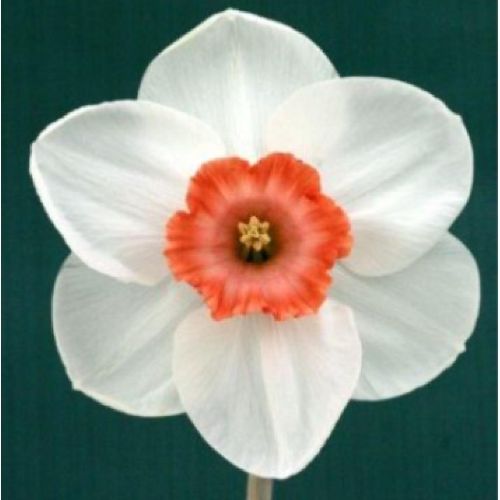 Division 3 - Small-Cupped Daffodil Cultivars