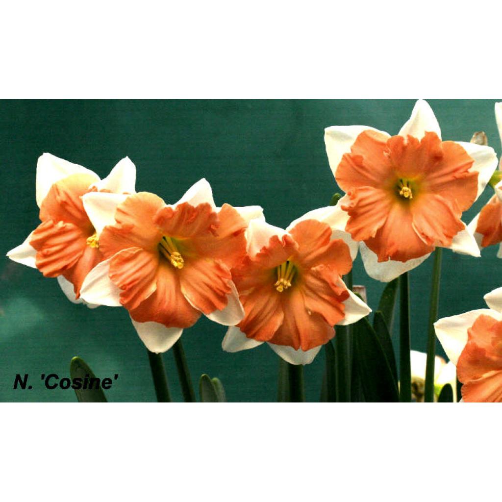 Division 11 - Split-Corona Daffodil Cultivars
