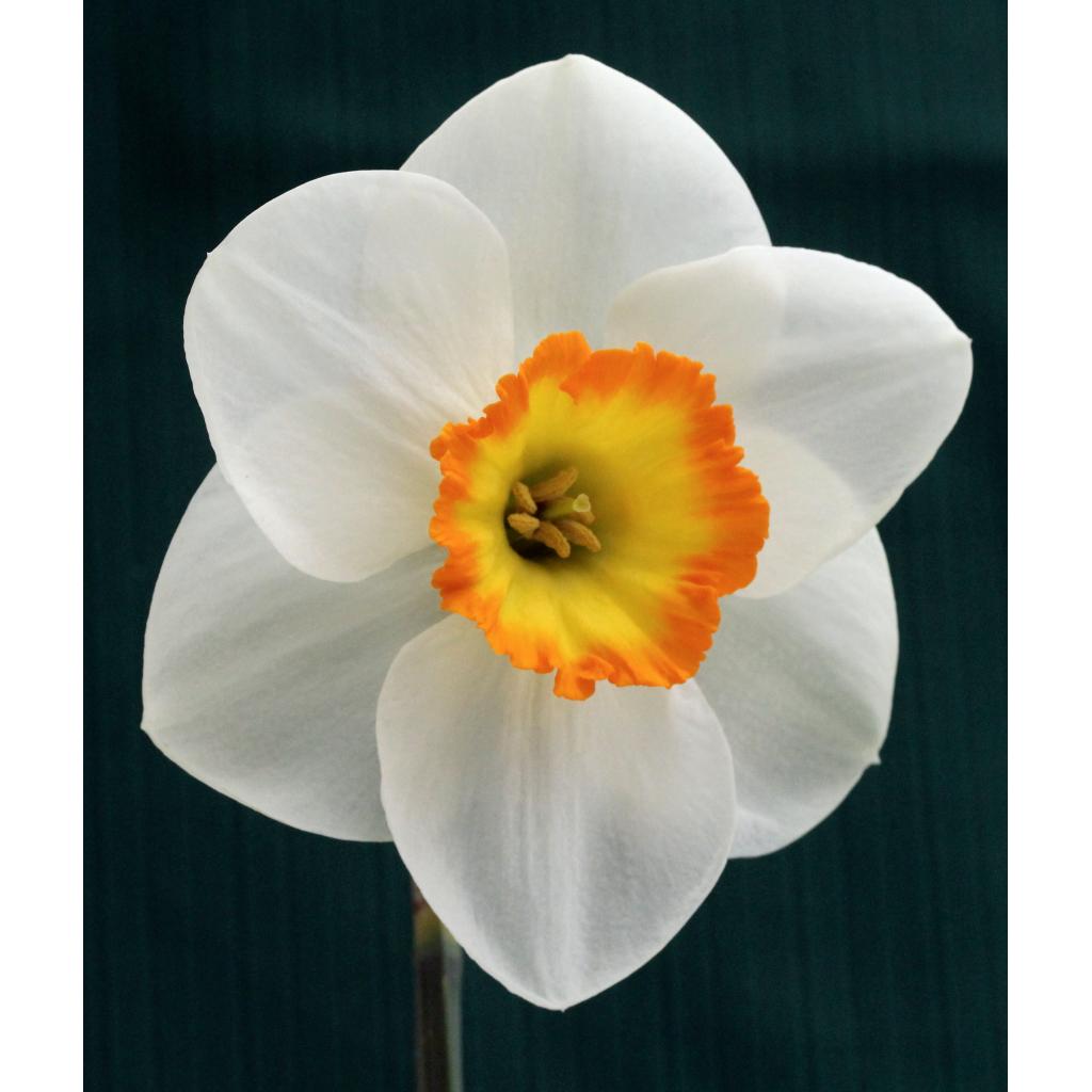 Division 2 - Large-Cupped Daffodil Cultivars