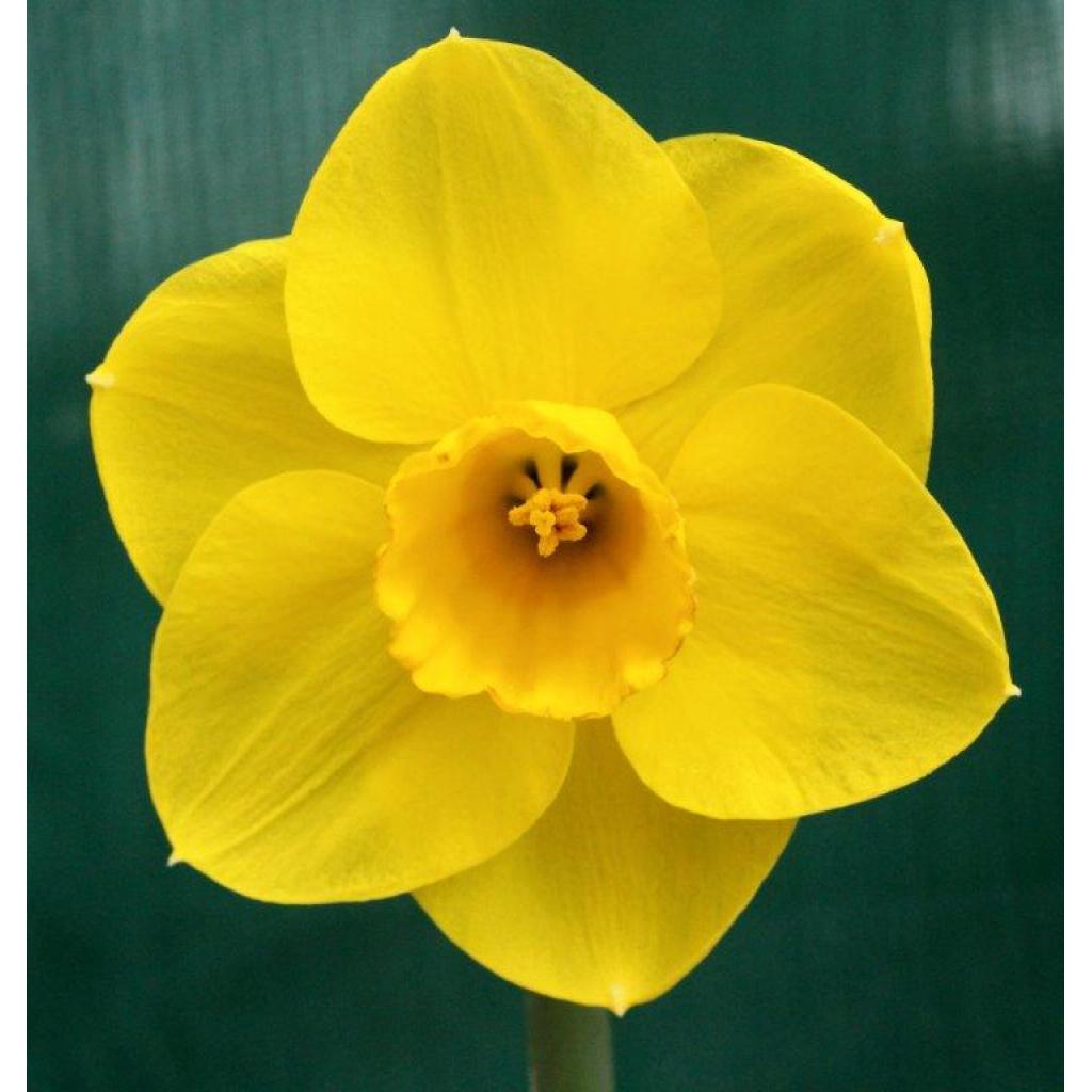 Division 2 - Large-Cupped Daffodil Cultivars