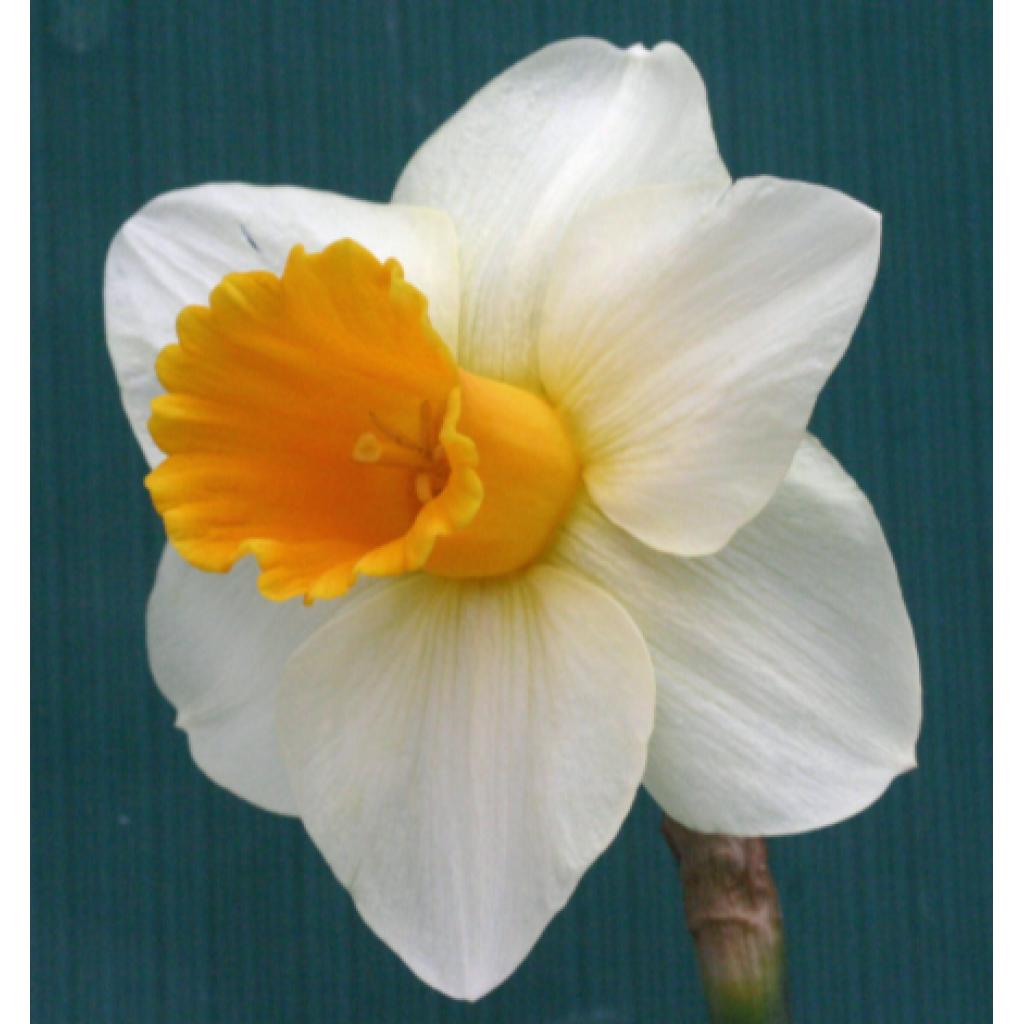 Choose Daffodils By Division
