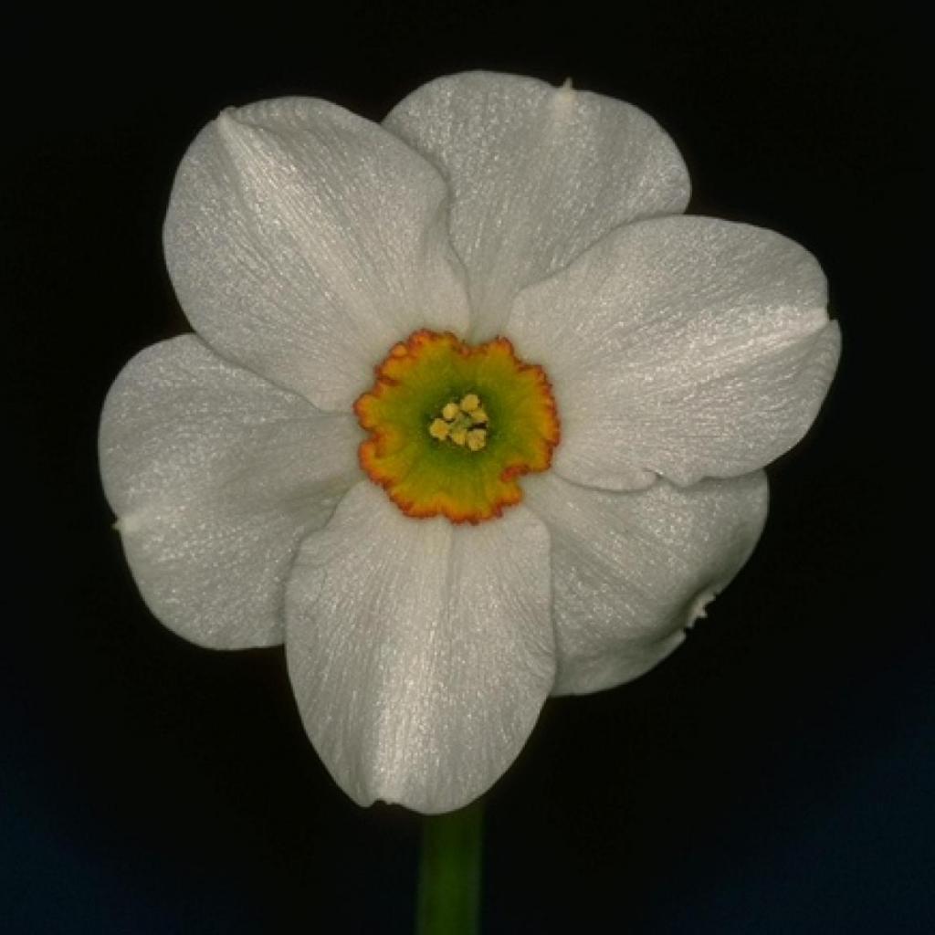 Division 9 - Poeticus Daffodil Cultivars