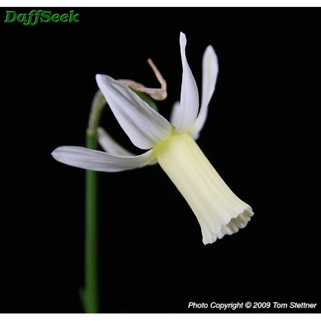 Choose Daffodils By Division