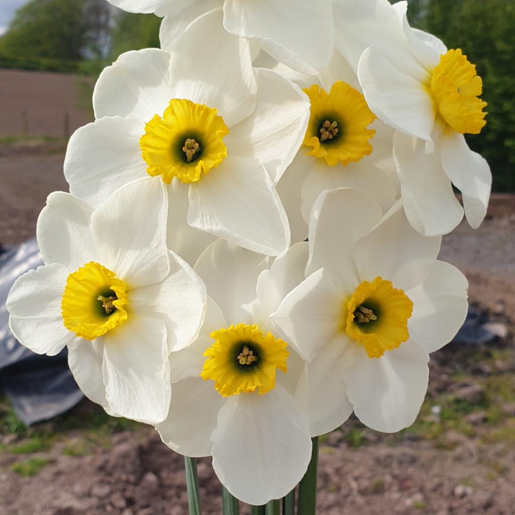 Division 3 - Small-Cupped Daffodil Cultivars