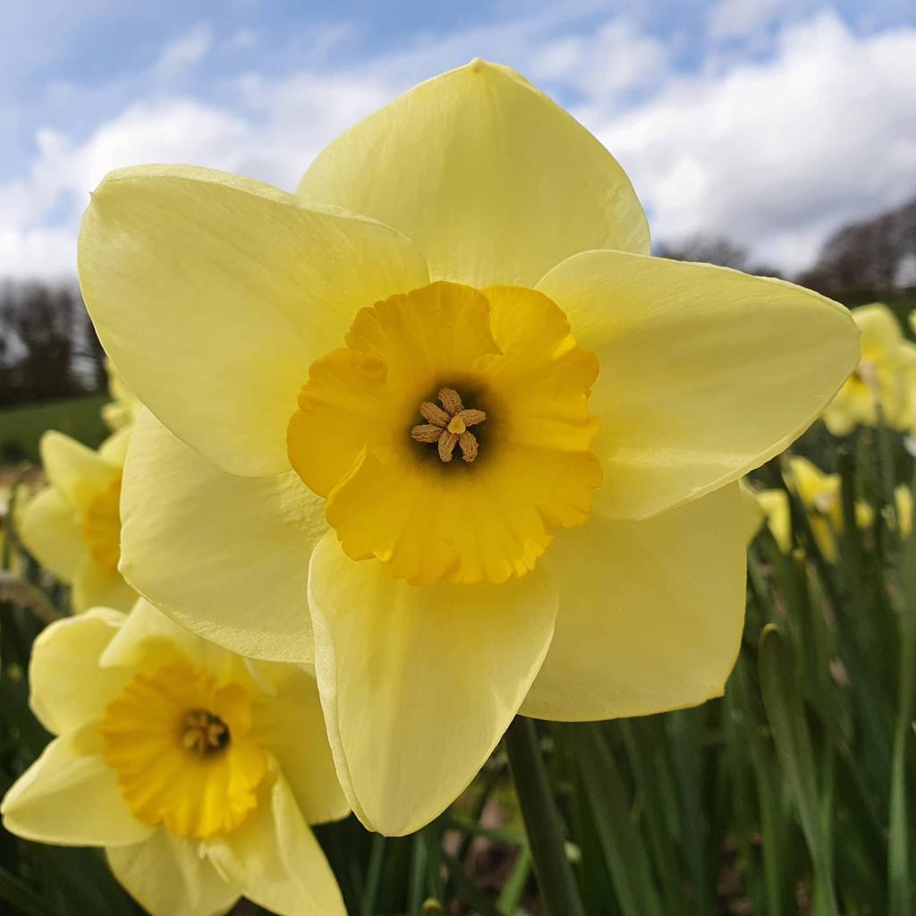 Choose Daffodils By Division