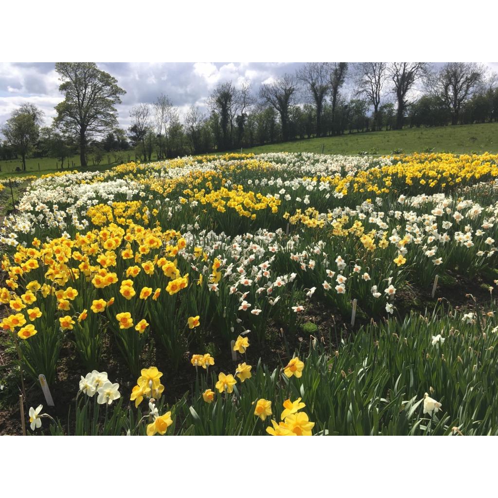 Daffodil Collections | Esker Farm Daffodils
