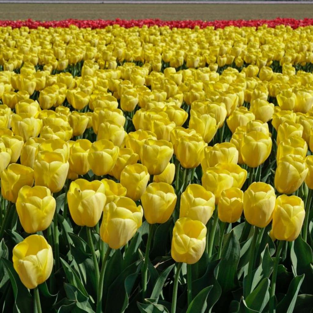 Tulip 'Novi Sun' pack of 8 bulbs