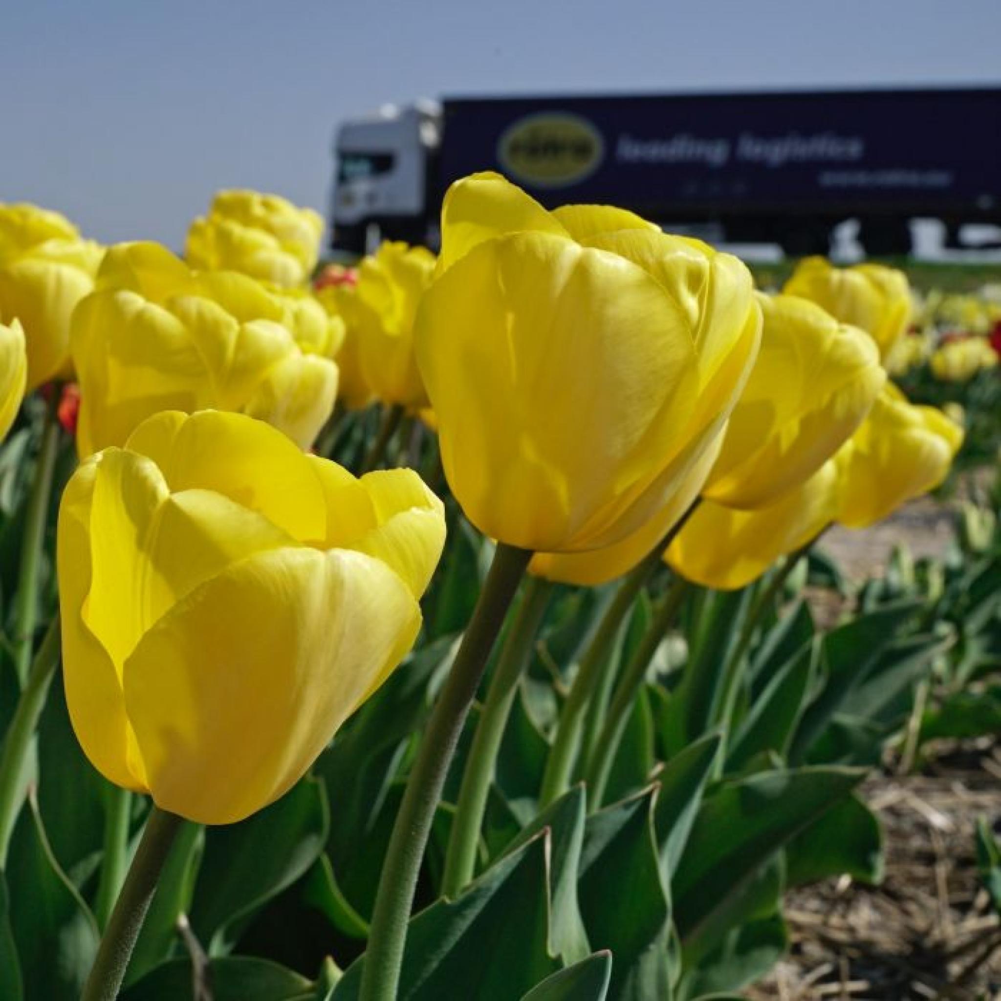Tulip 'Novi Sun' pack of 8 bulbs