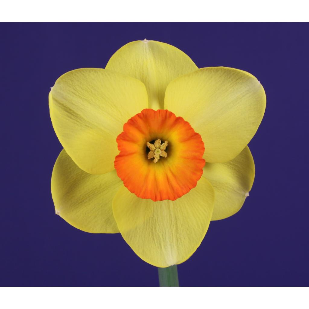 Division 3 - Small-Cupped Daffodil Cultivars