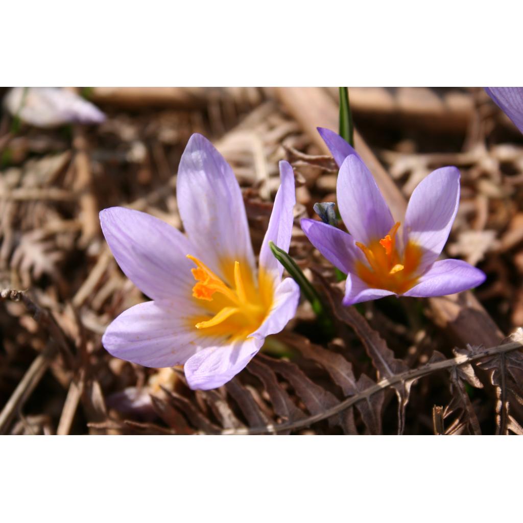 Garden Selection - Autumn Delivery