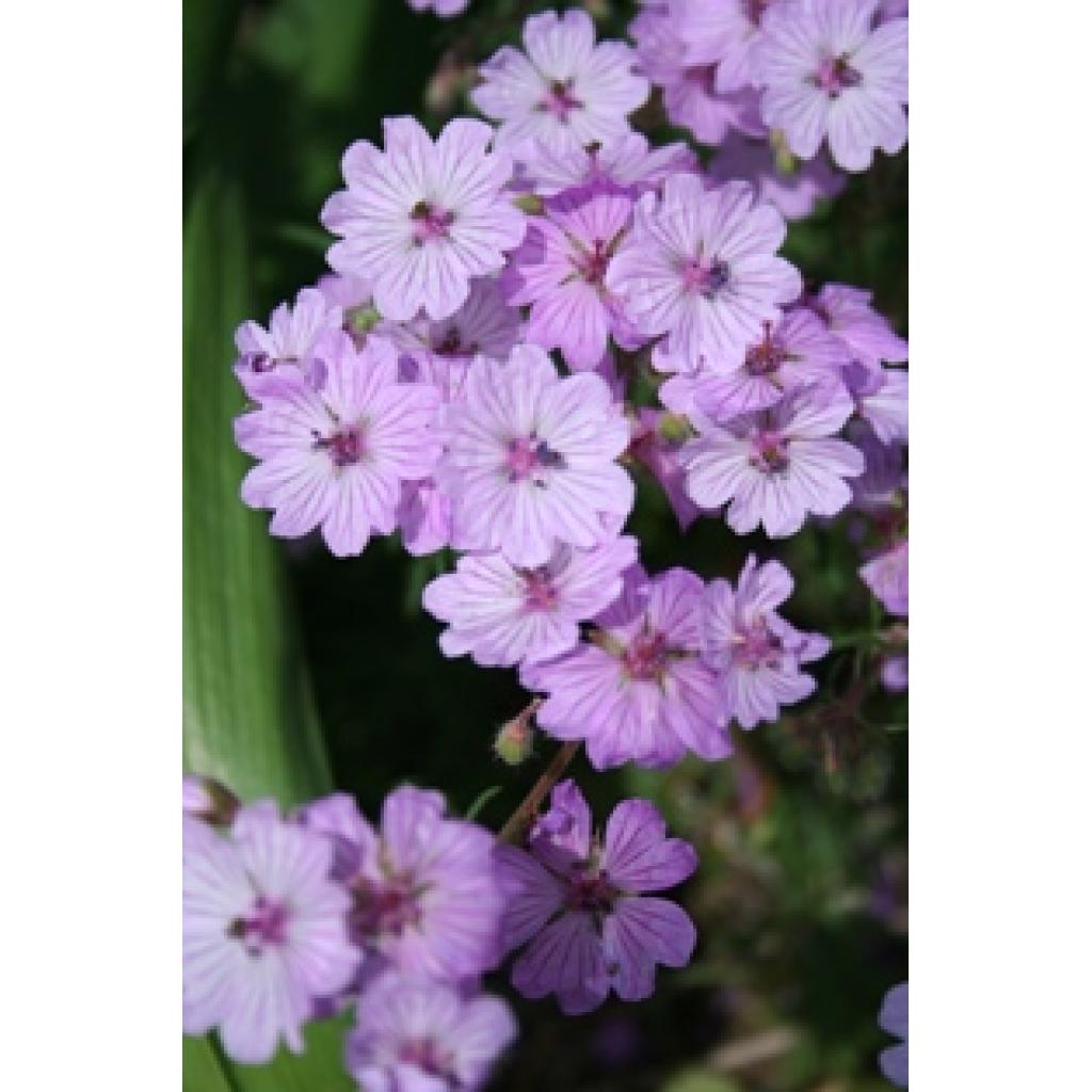 Garden Selection - Autumn Delivery