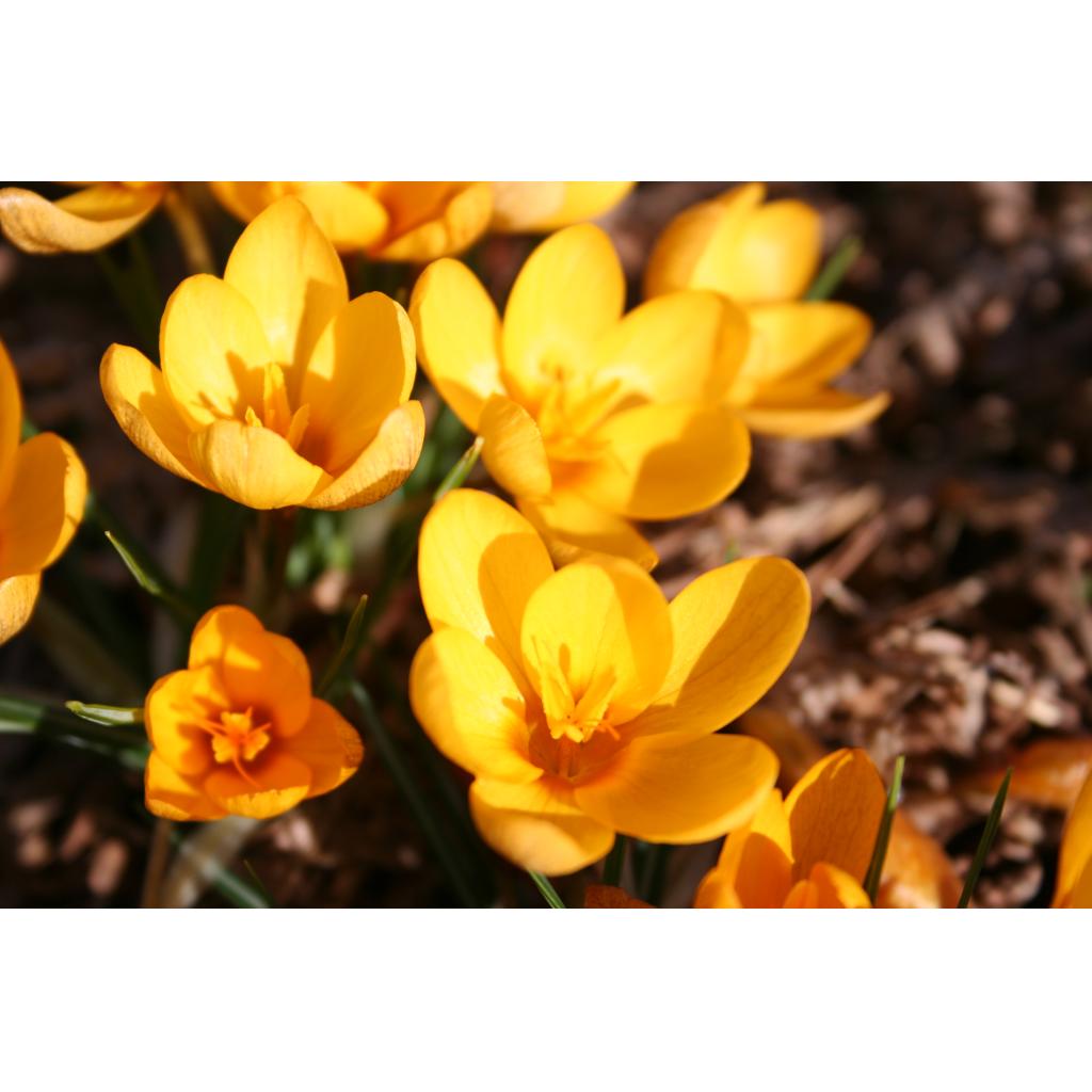 Garden Selection - Autumn Delivery