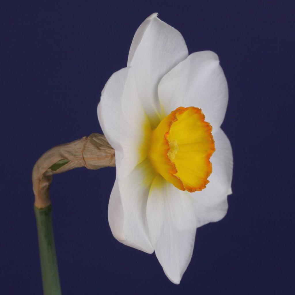Division 3 - Small-Cupped Daffodil Cultivars