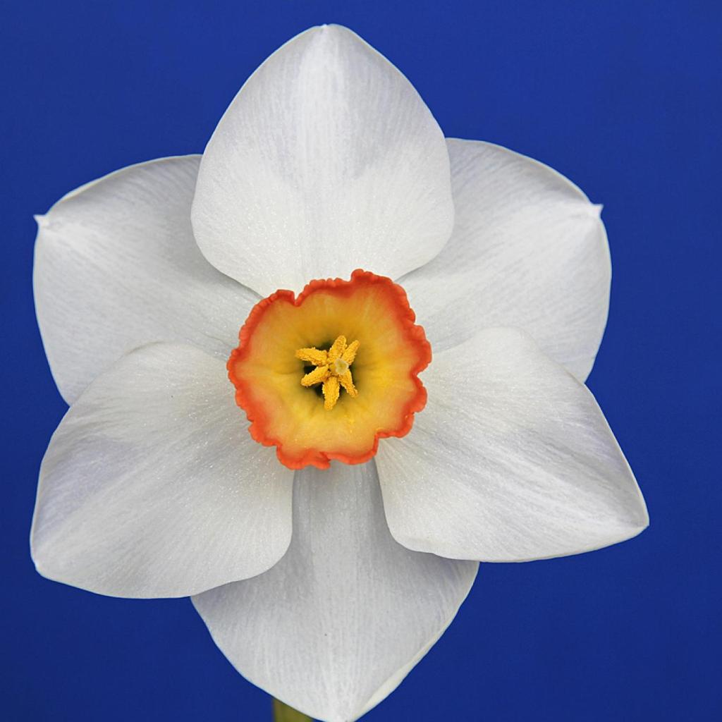 Division 2 - Large-Cupped Daffodil Cultivars