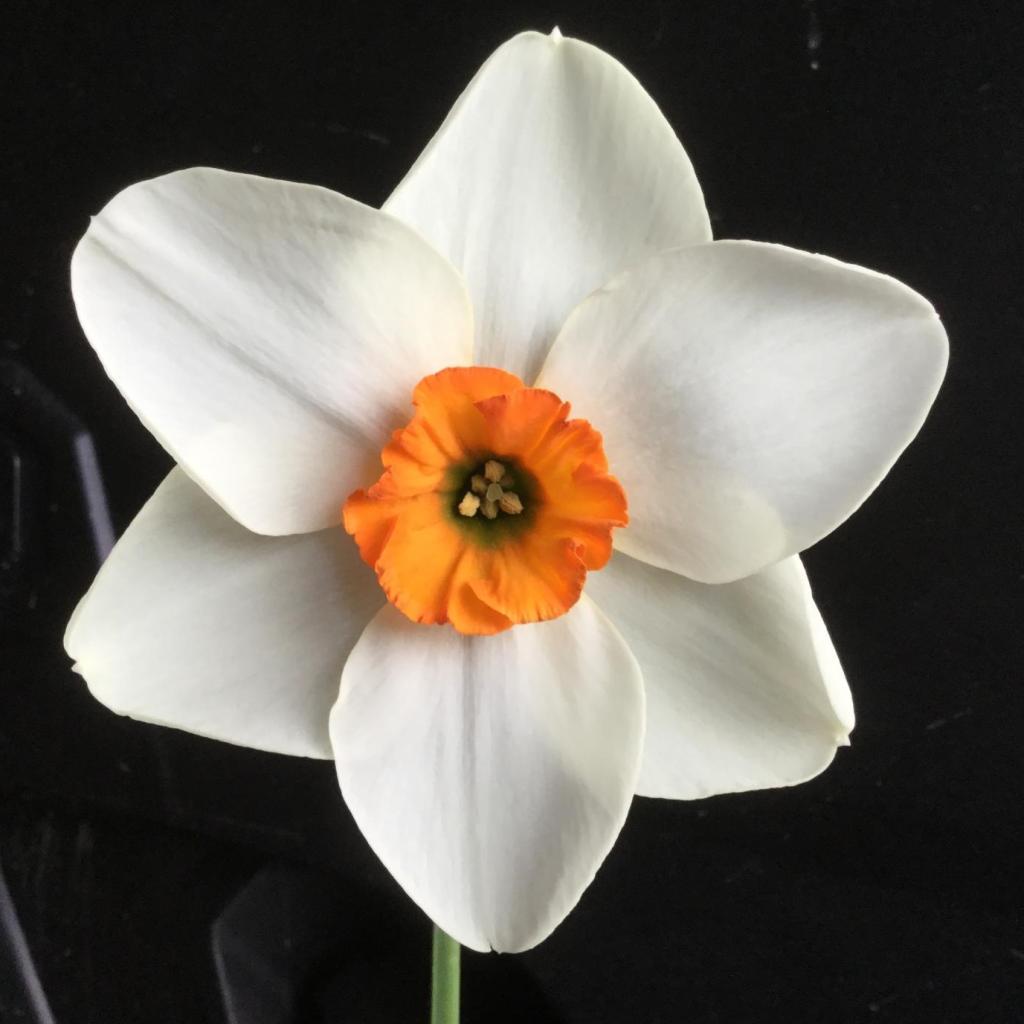 Division 3 - Small-Cupped Daffodil Cultivars