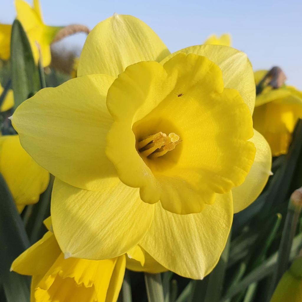 Div 2 -Large Cupped Daffodils Y-W