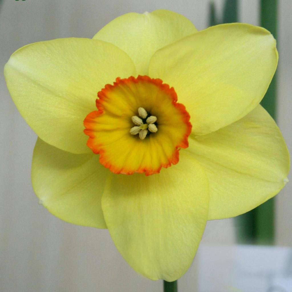 Division 3 - Small-Cupped Daffodil Cultivars