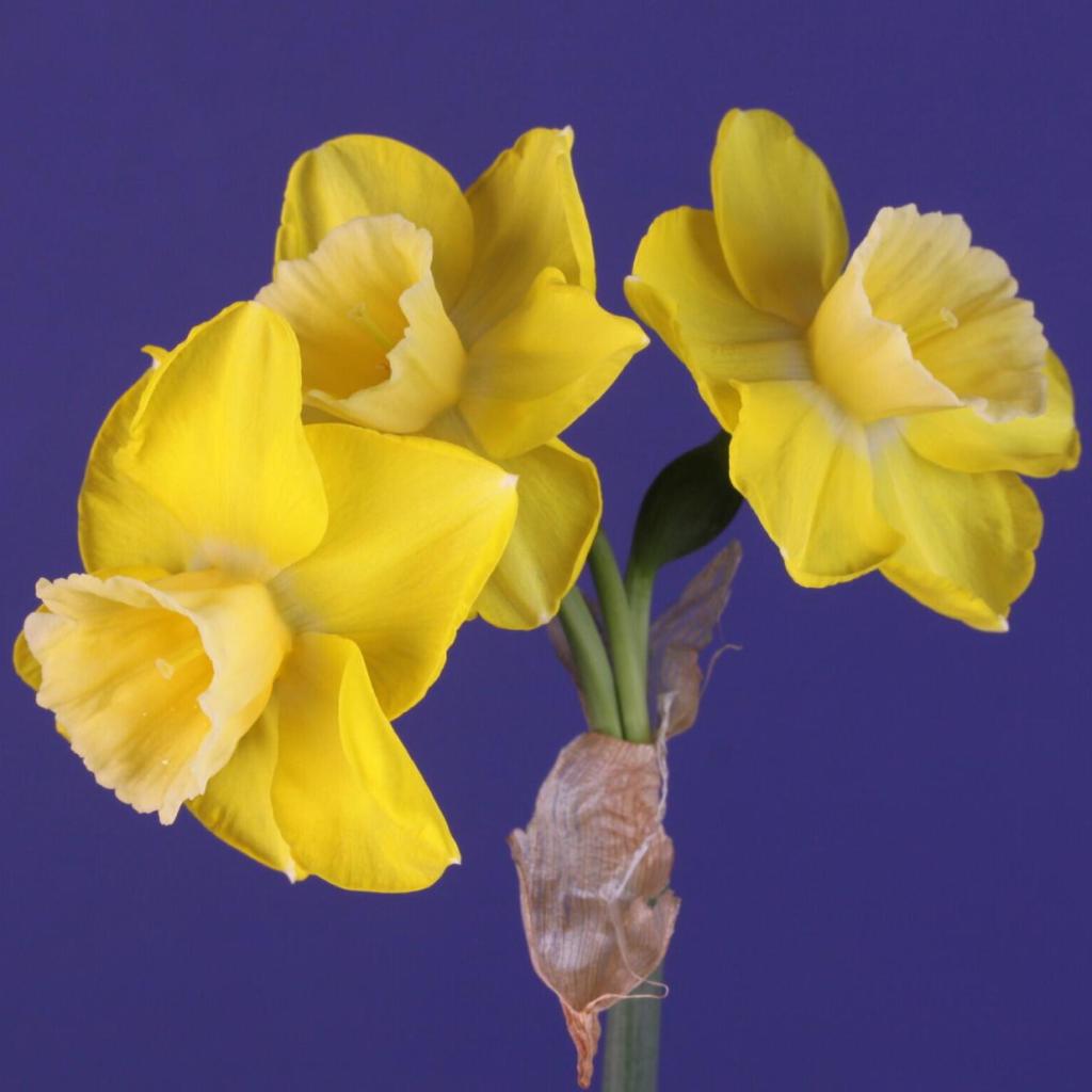 Division 7 - Jonquilla & Apodanthus Daffodil Cultivars