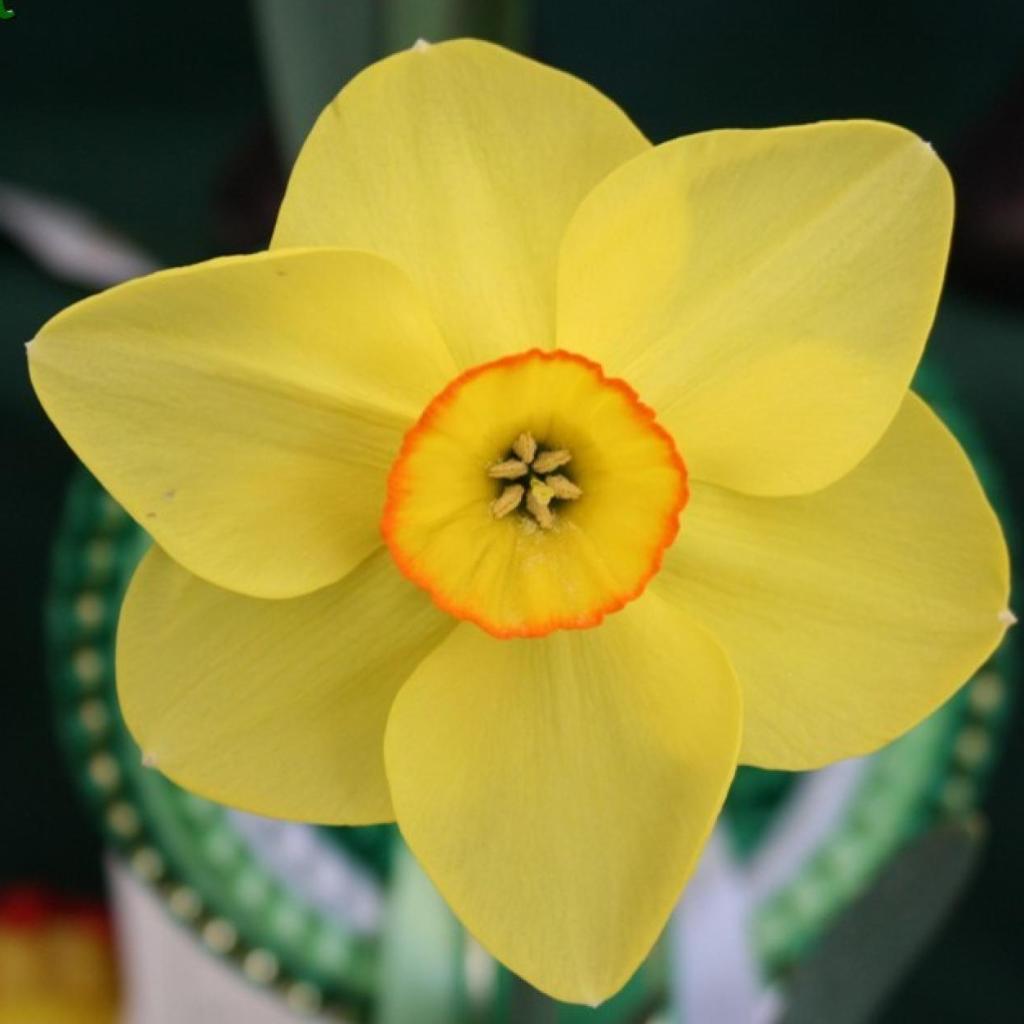 Division 3 - Small-Cupped Daffodil Cultivars